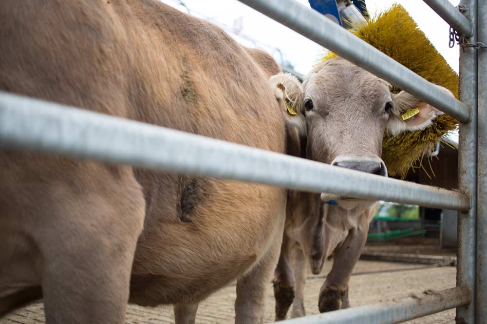 Animal Welfare - KOTI UK