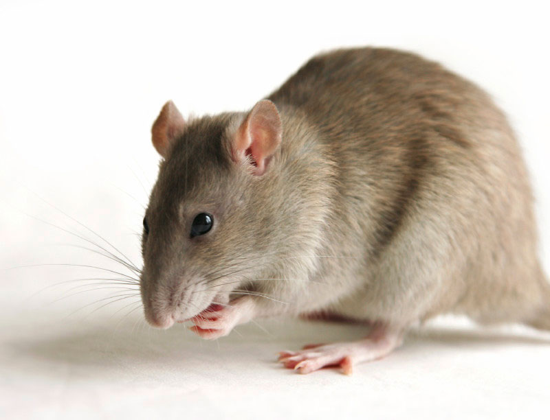 Superseal Vermin Prevention Study - KOTI UK